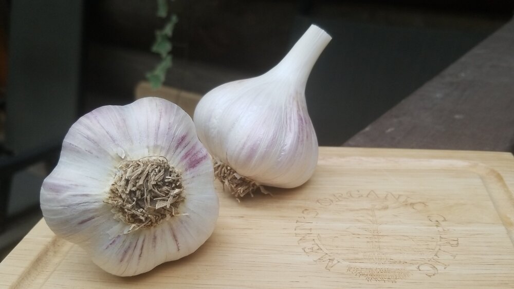 Zemo – Menn's organic garlic